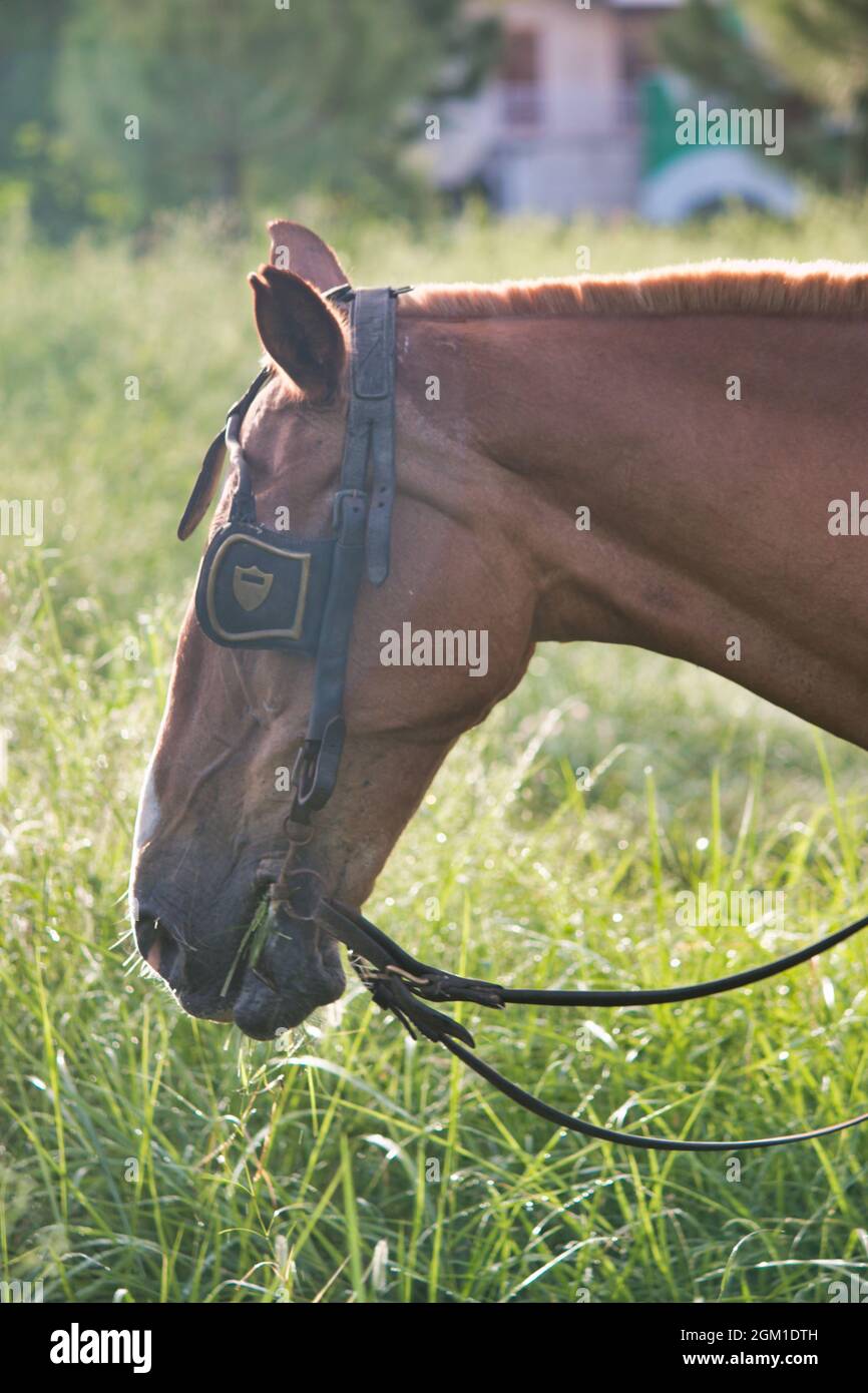 The horse, with beauty unsurpassed, strength immeasurable, and grace ...