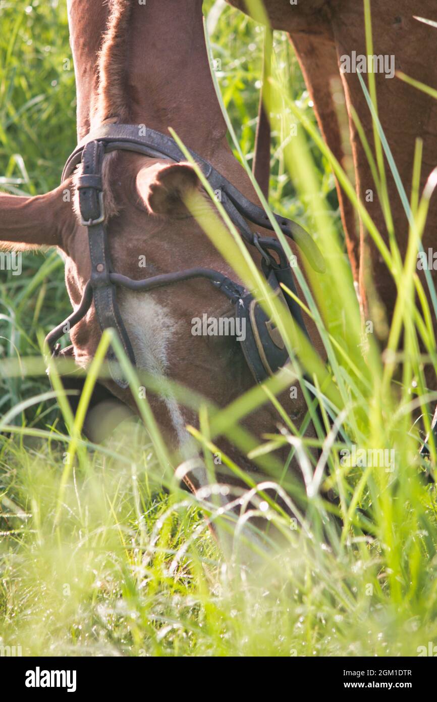 The horse, with beauty unsurpassed, strength immeasurable, and grace ...