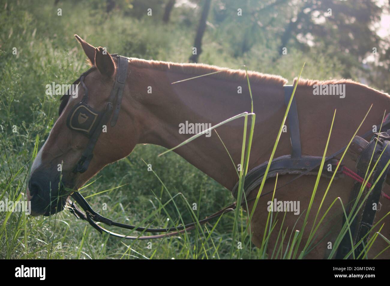 The horse, with beauty unsurpassed, strength immeasurable, and grace ...