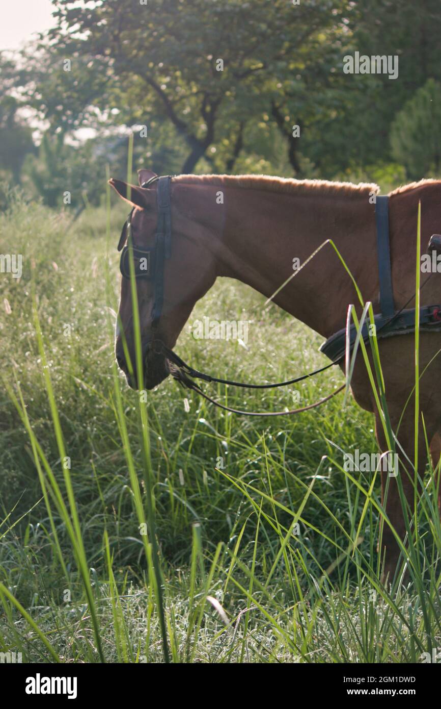 The horse, with beauty unsurpassed, strength immeasurable, and grace ...