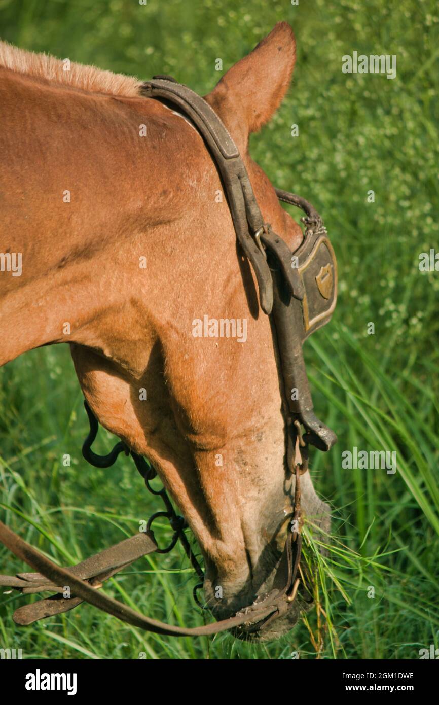 The horse, with beauty unsurpassed, strength immeasurable, and grace ...