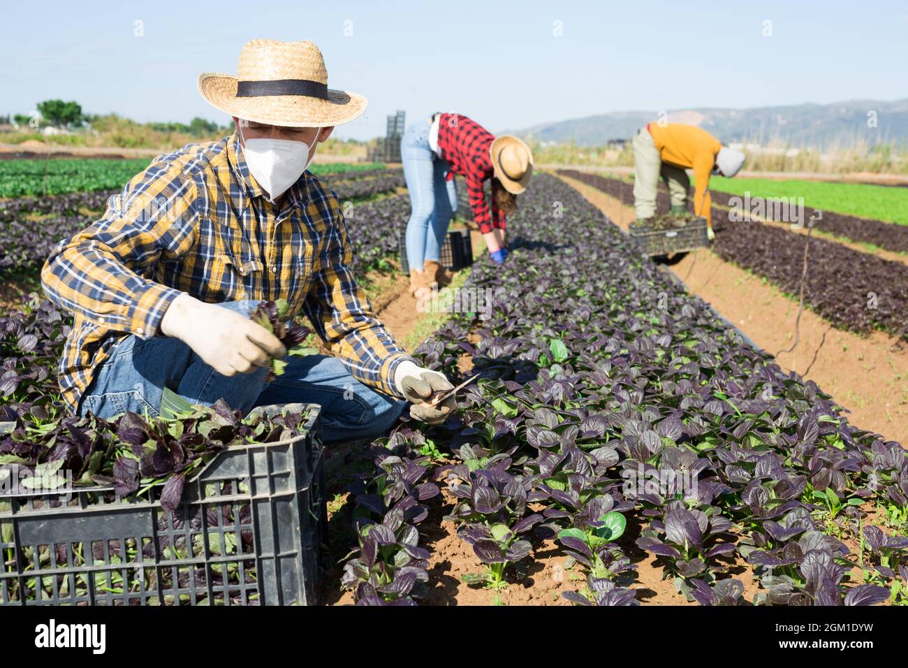 Man wearing face mask picking hi-res stock photography and images - Alamy