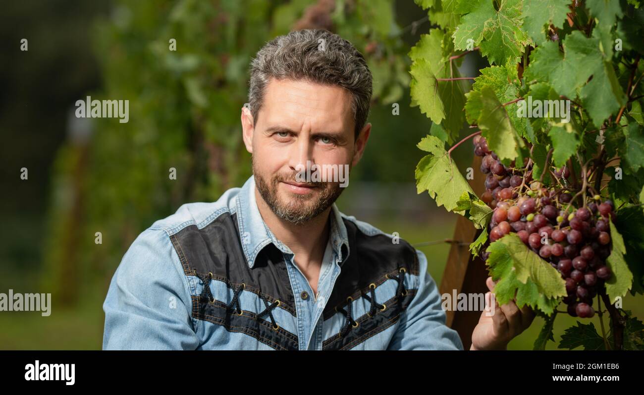 man harvester on summer harvest. portrait of enologist in grape leaves ...