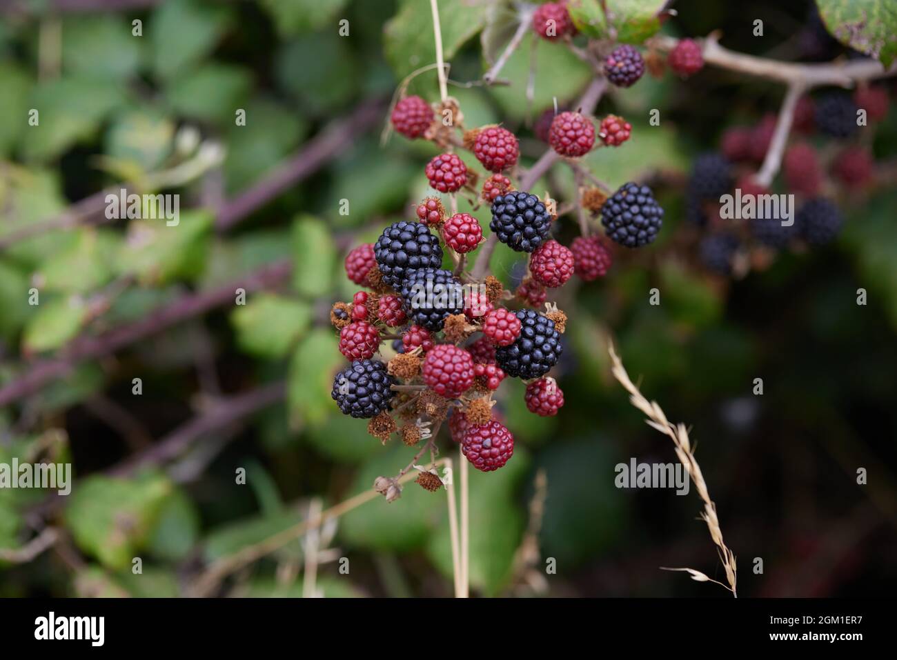 Red and black blackberry fruits on stem hi-res stock photography and ...