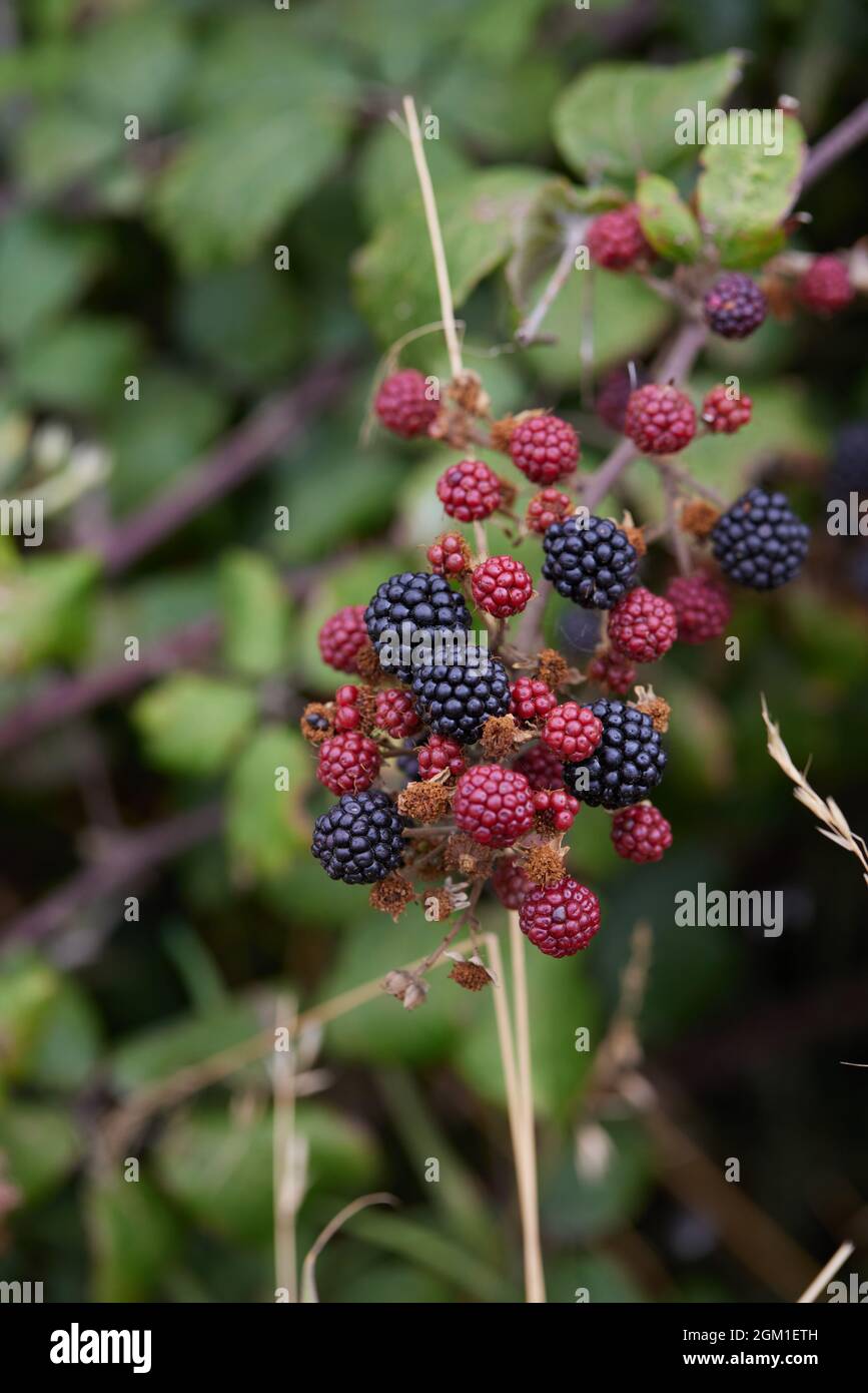 Blackberries uk september hi-res stock photography and images - Alamy