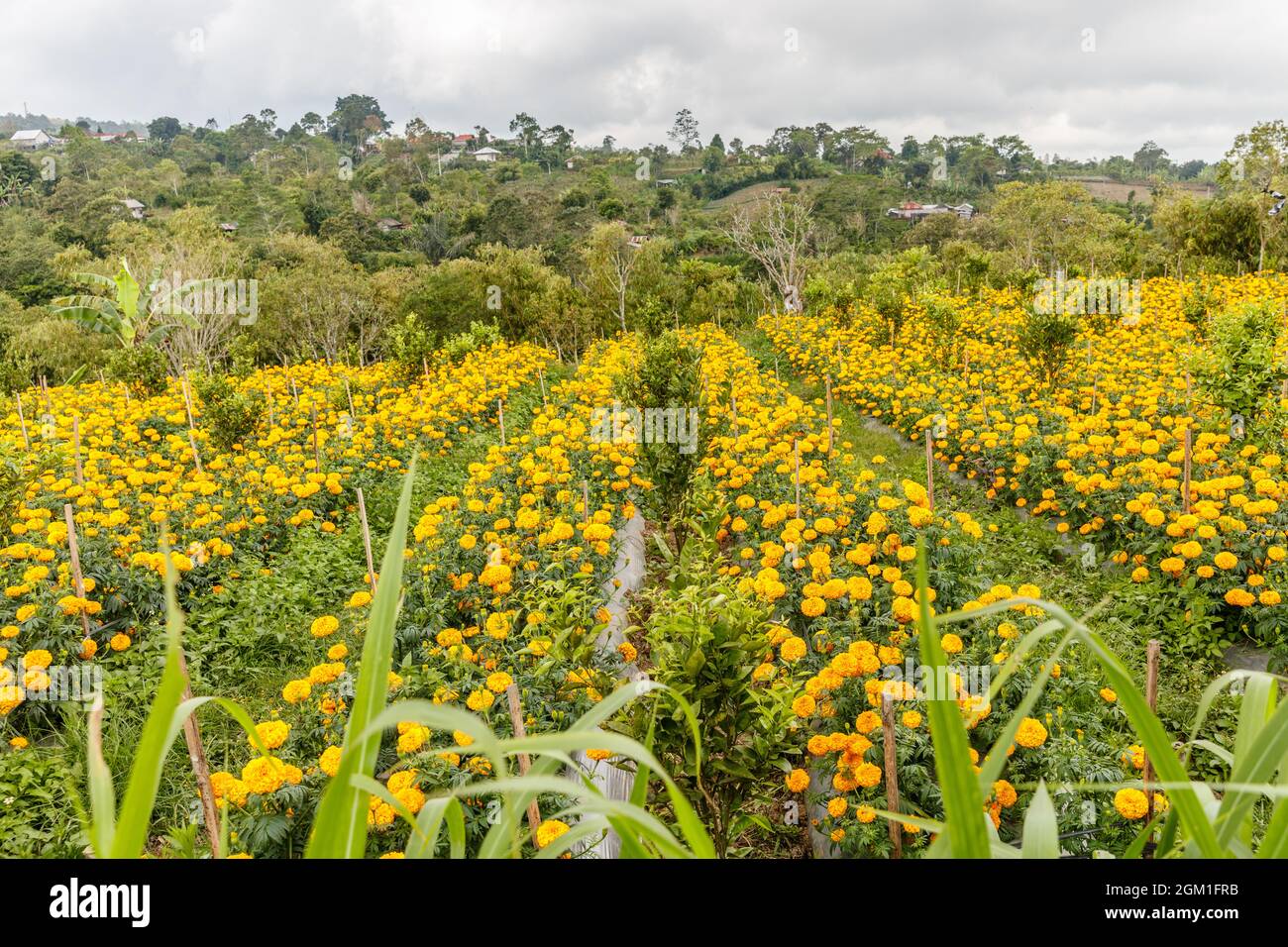Field of blooming marigolds. Rural landscape. Bangli, Bali Island ...