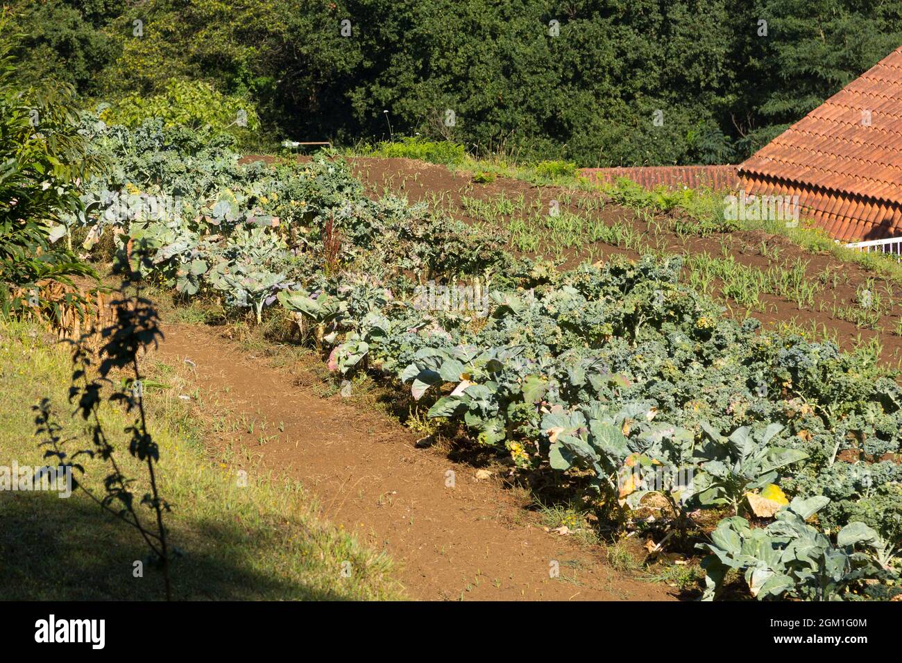 rural orchards in Galicia in the summer season Stock Photo - Alamy