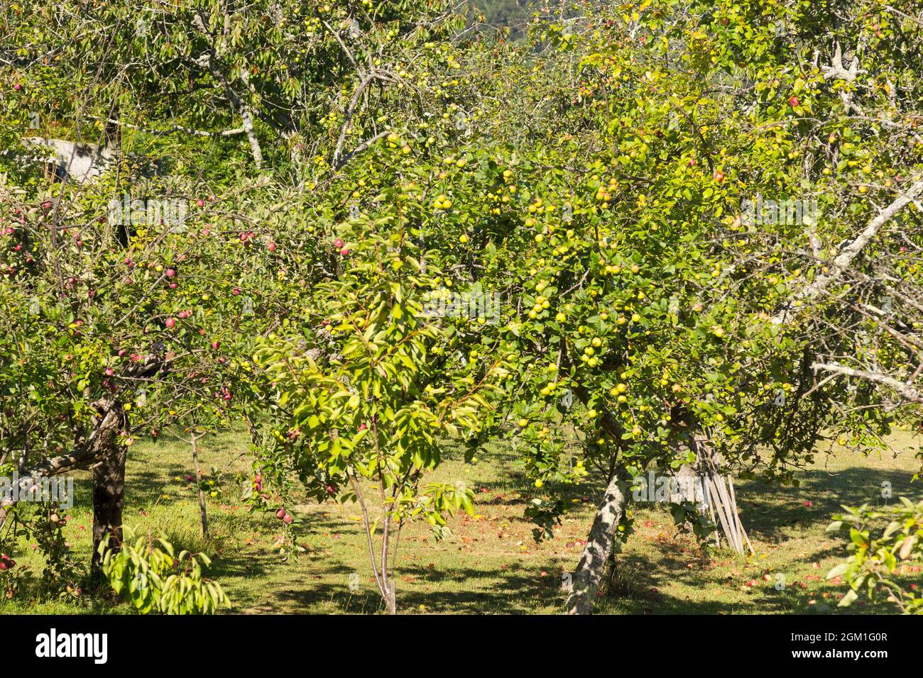 rural orchards in Galicia in the summer season Stock Photo - Alamy