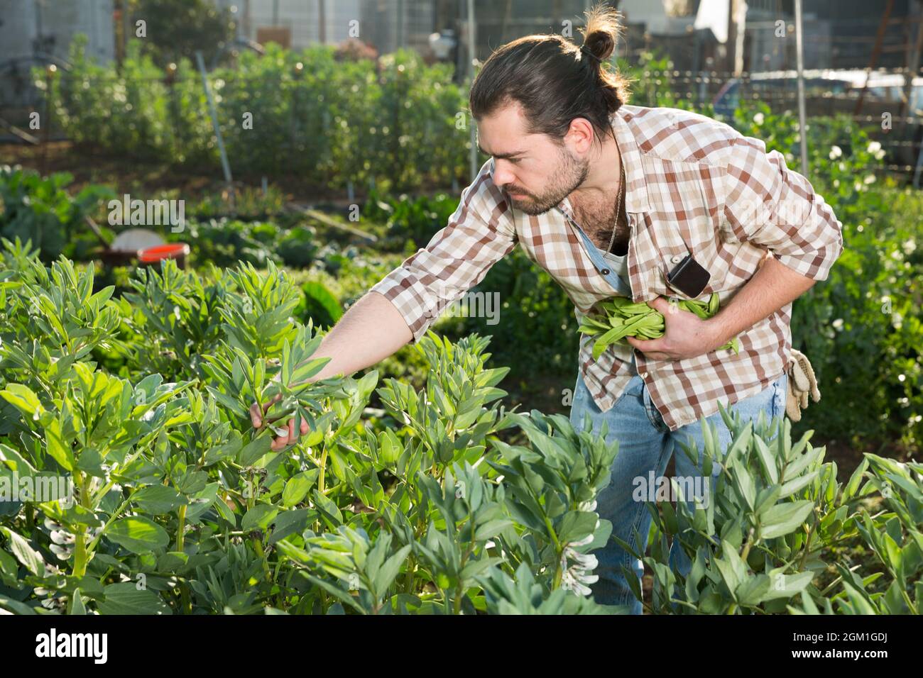 Male holding armful of broad beans Stock Photo - Alamy
