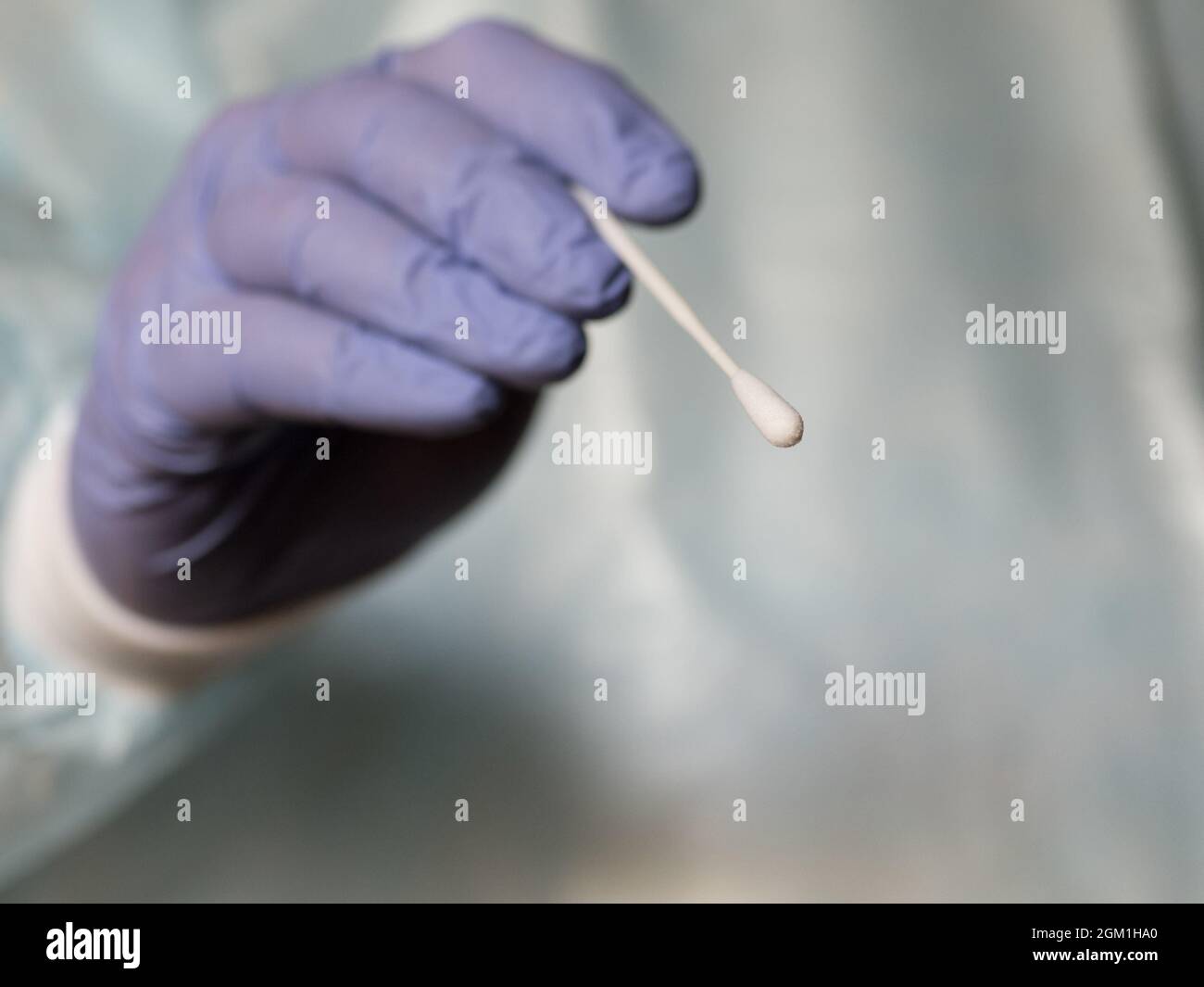 Hand in medical gloves holding an oral swab to collect sample for covid ...