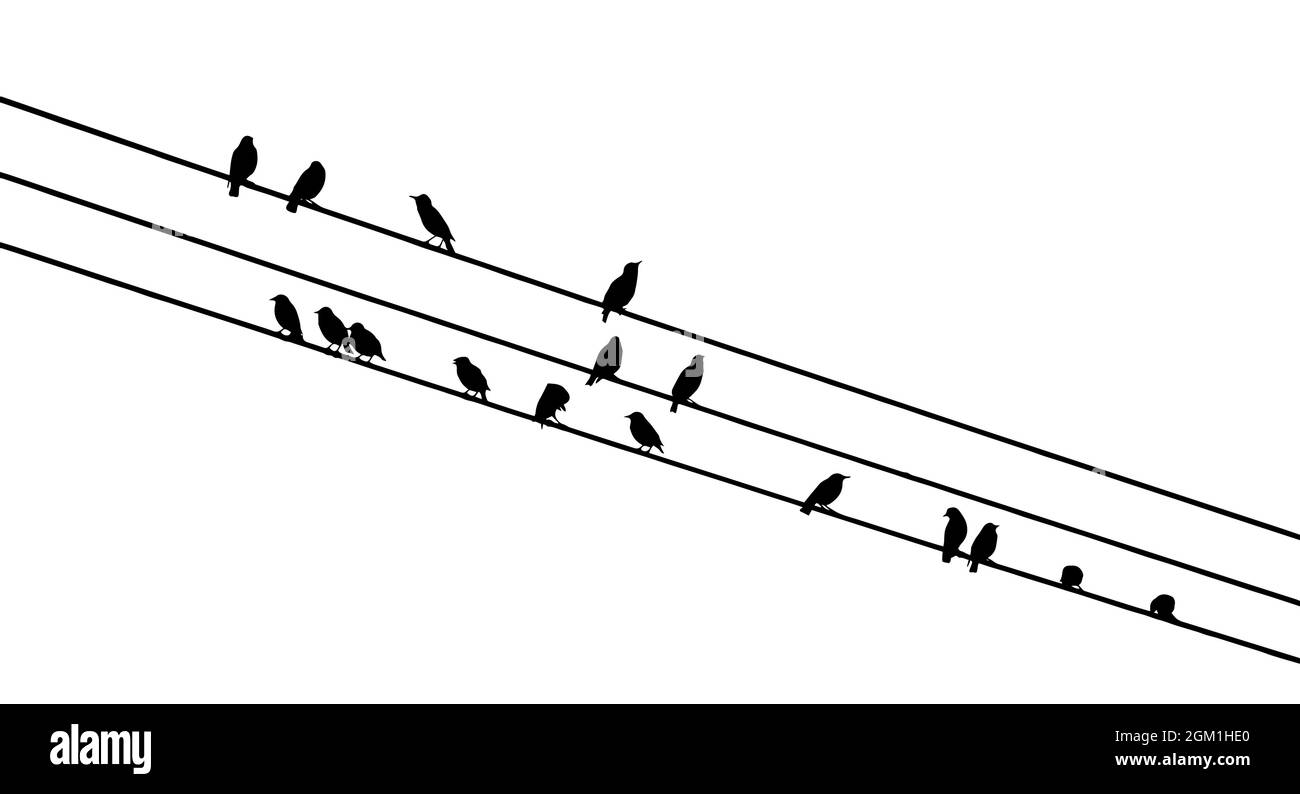 Birds on wires. Vector illustration Stock Vector Image & Art - Alamy