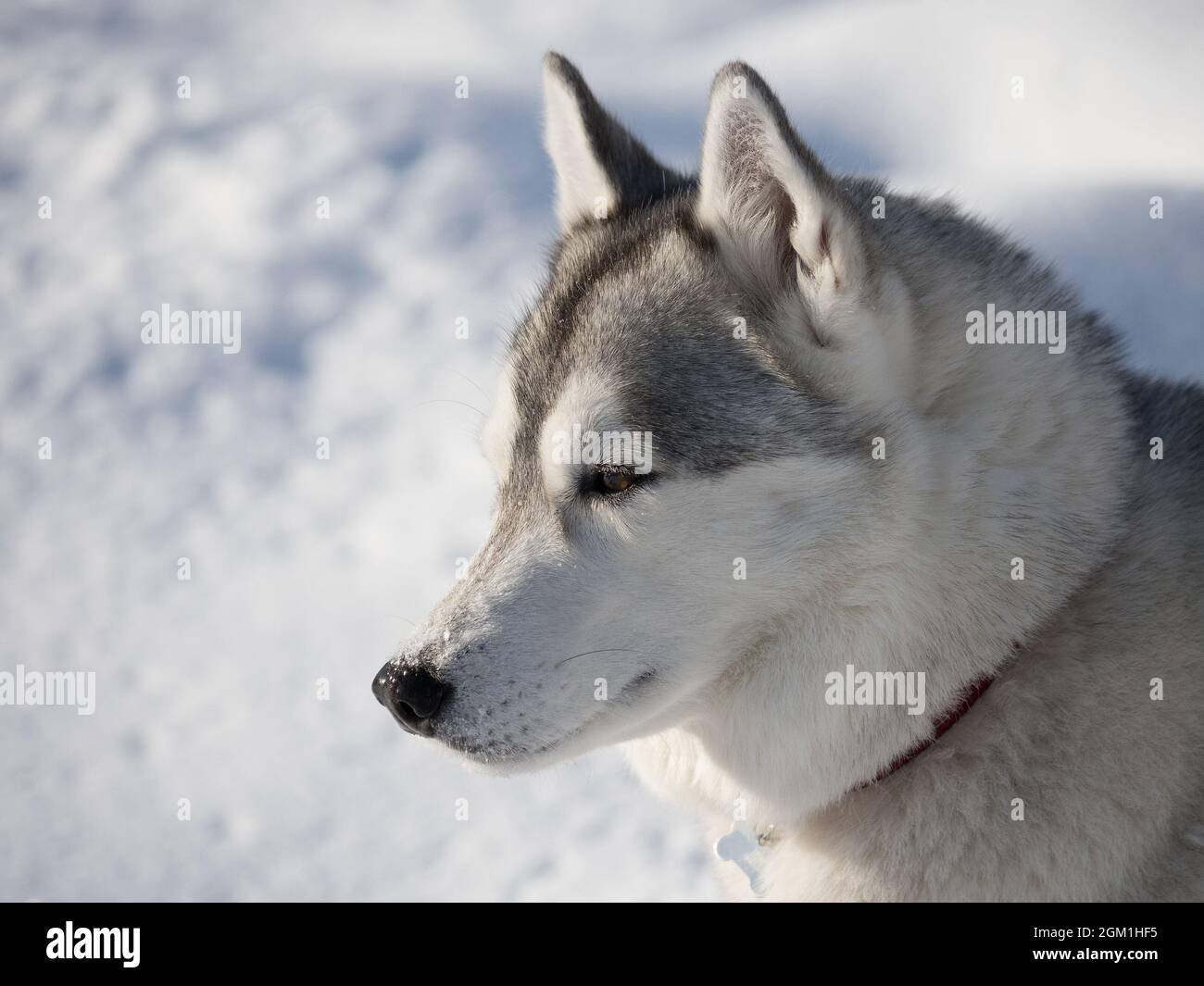 Beautiful husky dog hi-res stock photography and images - Alamy