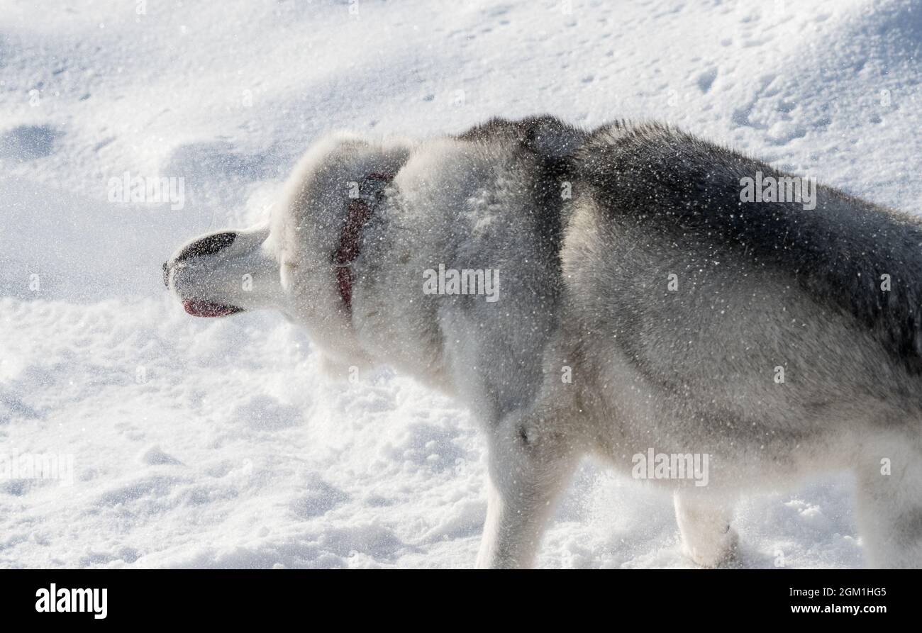 Shaking off snow hi-res stock photography and images - Alamy
