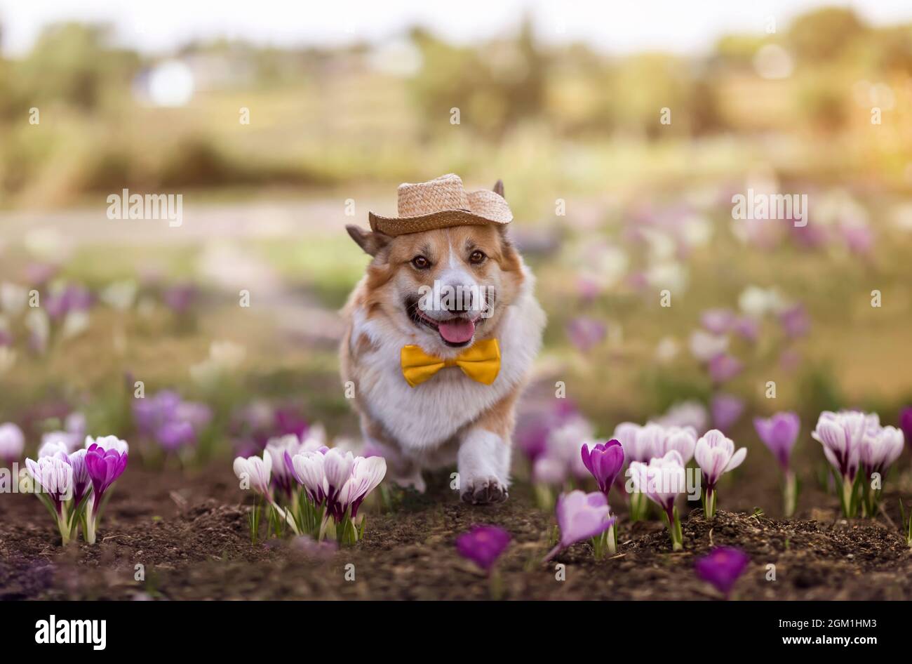 Happy corgi hi-res stock photography and images - Alamy