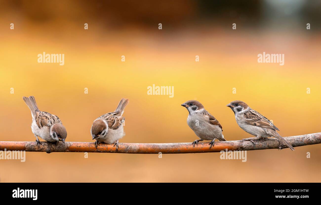 small birds sparrows sit on a branch in the autumn park Stock Photo - Alamy