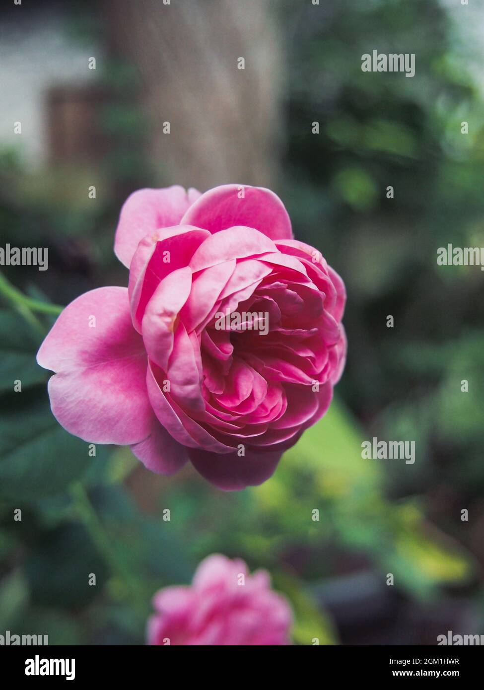 Vertical shot of a pink garden rose in a field in the daylight with a ...