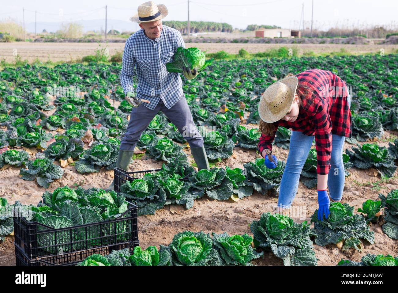 Group of gardeners picking harvest of fresh cabbage Stock Photo - Alamy