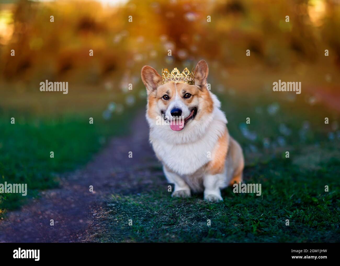 festive portrait cute corgi dog in a golden crown sitting in the garden ...