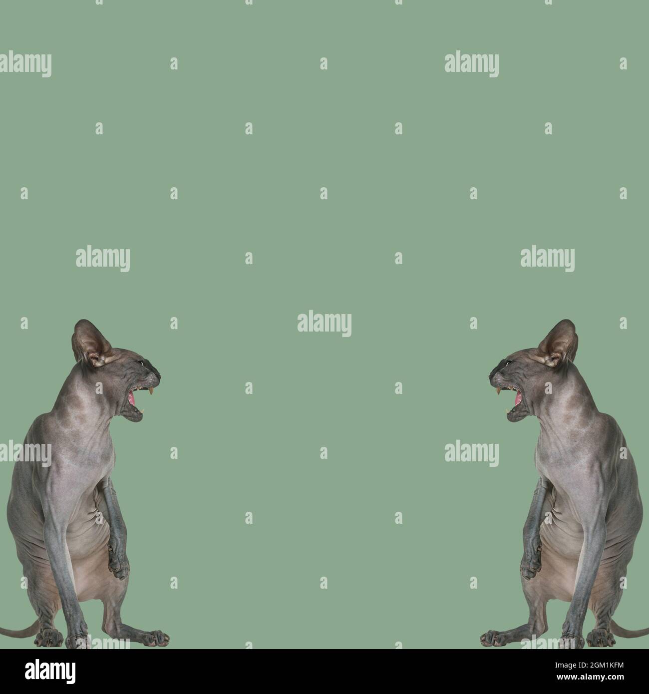 Funny cat with other animals hi-res stock photography and images - Alamy