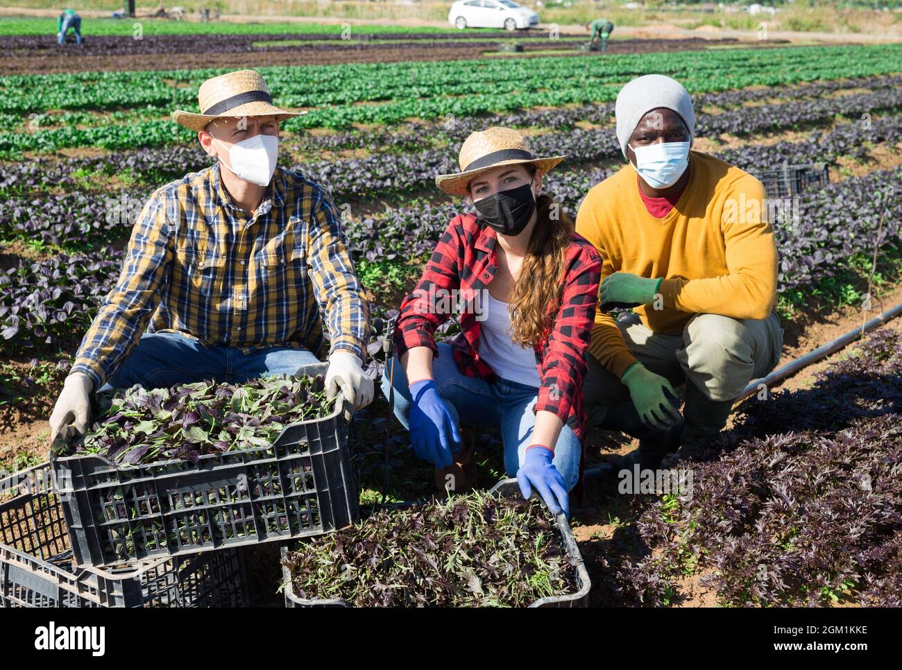 Group of farm workers in masks posing with crates at plantation Stock ...