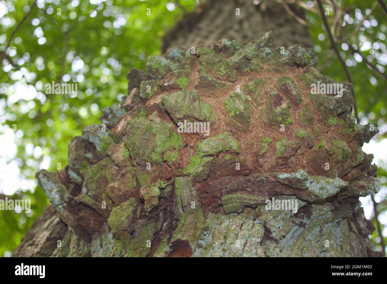 a tree with tree cancer Stock Photo - Alamy