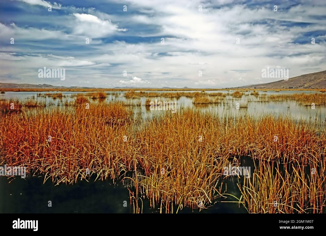 Totora reeds hi-res stock photography and images - Alamy