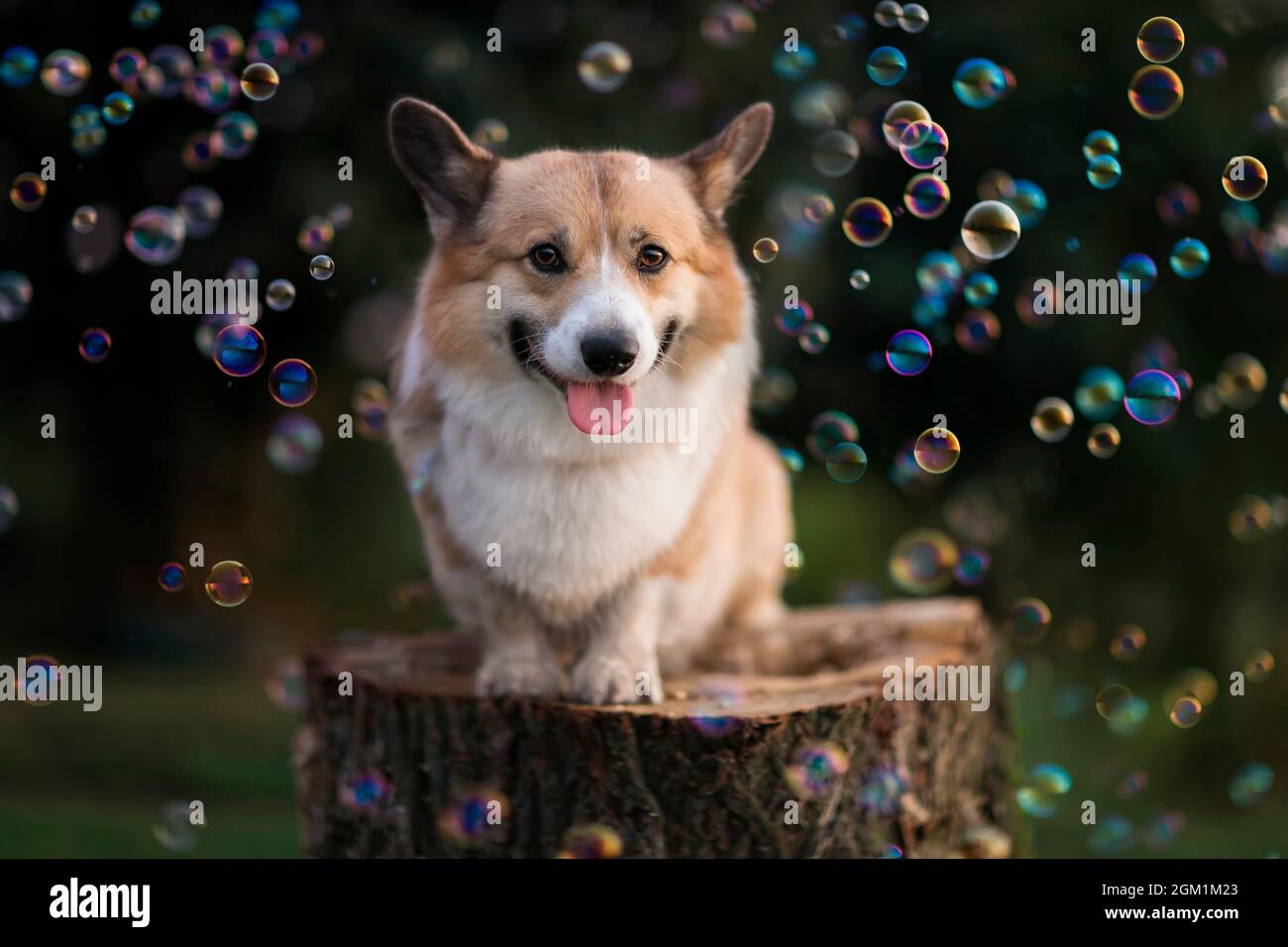 portrait of a cute corgi dog puppy sitting in a sunny summer garden on ...