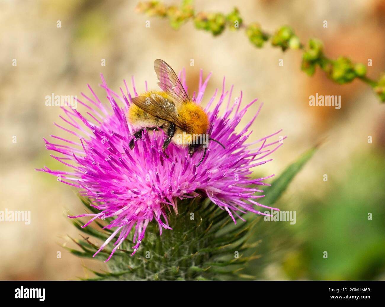 The Bilberry Bumble-bee is restricted in range to moorlands, heaths and ...