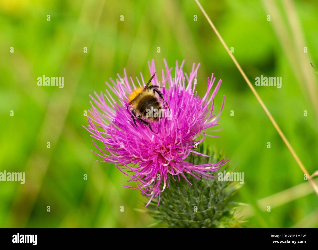 The Bilberry Bumble-bee is restricted in range to moorlands, heaths and ...