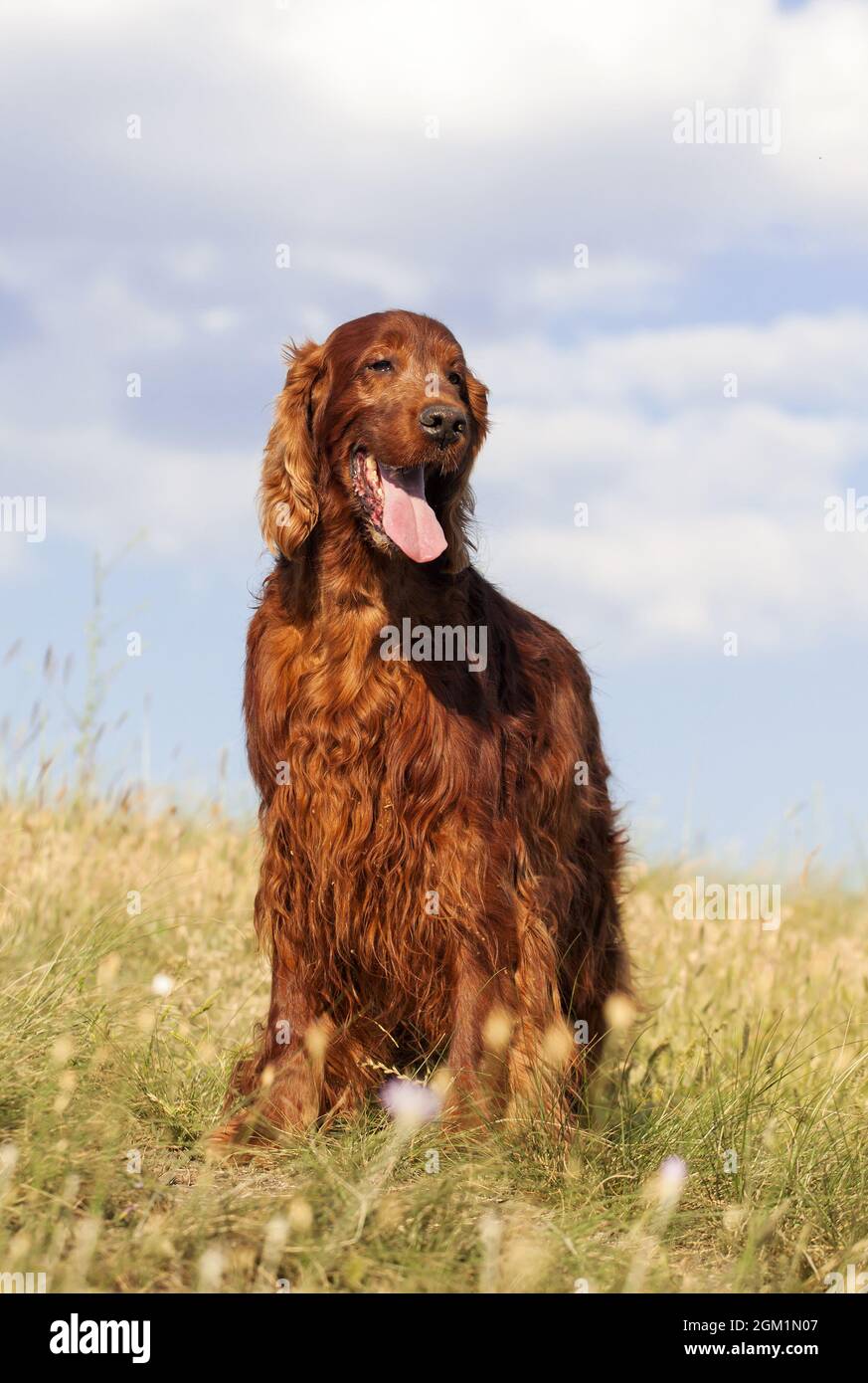 Beautiful furry pet dog panting in the grass with blue sky background ...