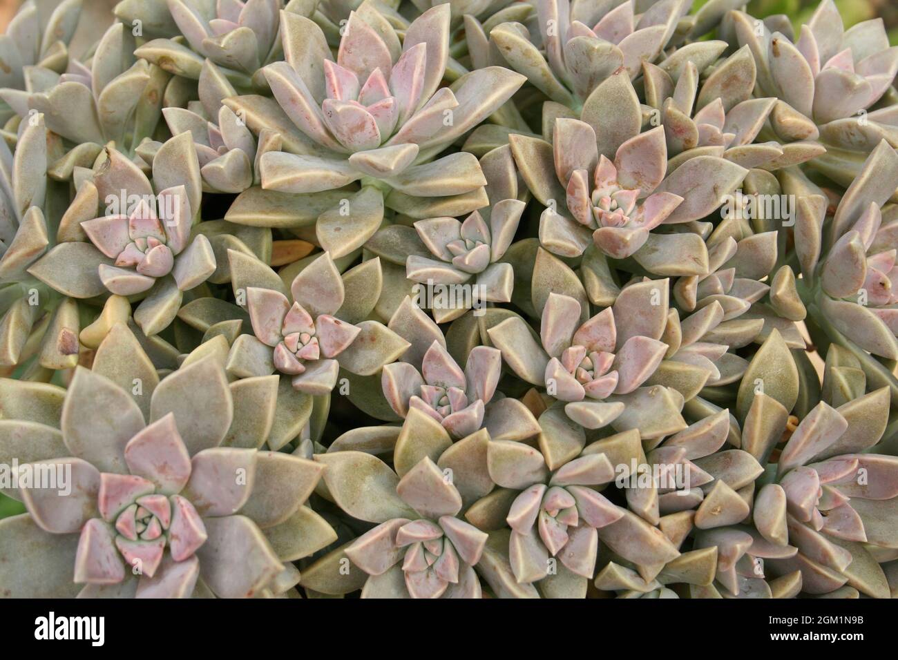 Hen and Chicks Houseplant Flat Top View Echeveria elegans Stock Photo ...