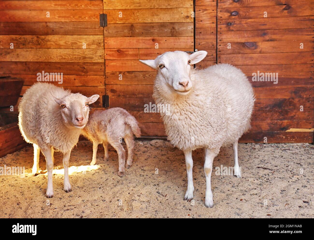 Sheep with cute lamb on farm Stock Photo - Alamy