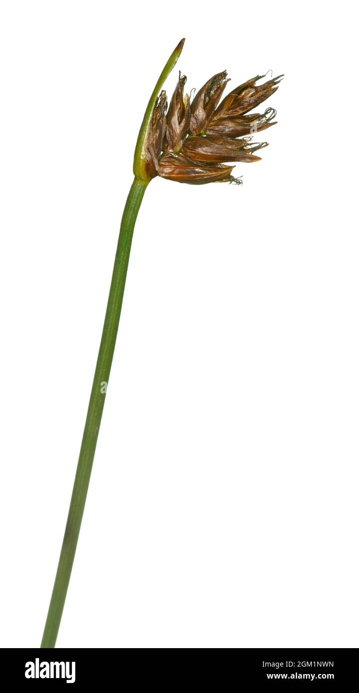 Saltmarsh Flat-sedge - Blysmus rufus Stock Photo - Alamy