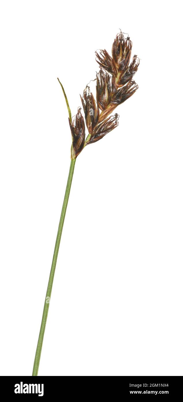 Saltmarsh Flat-sedge - Blysmus rufus Stock Photo - Alamy