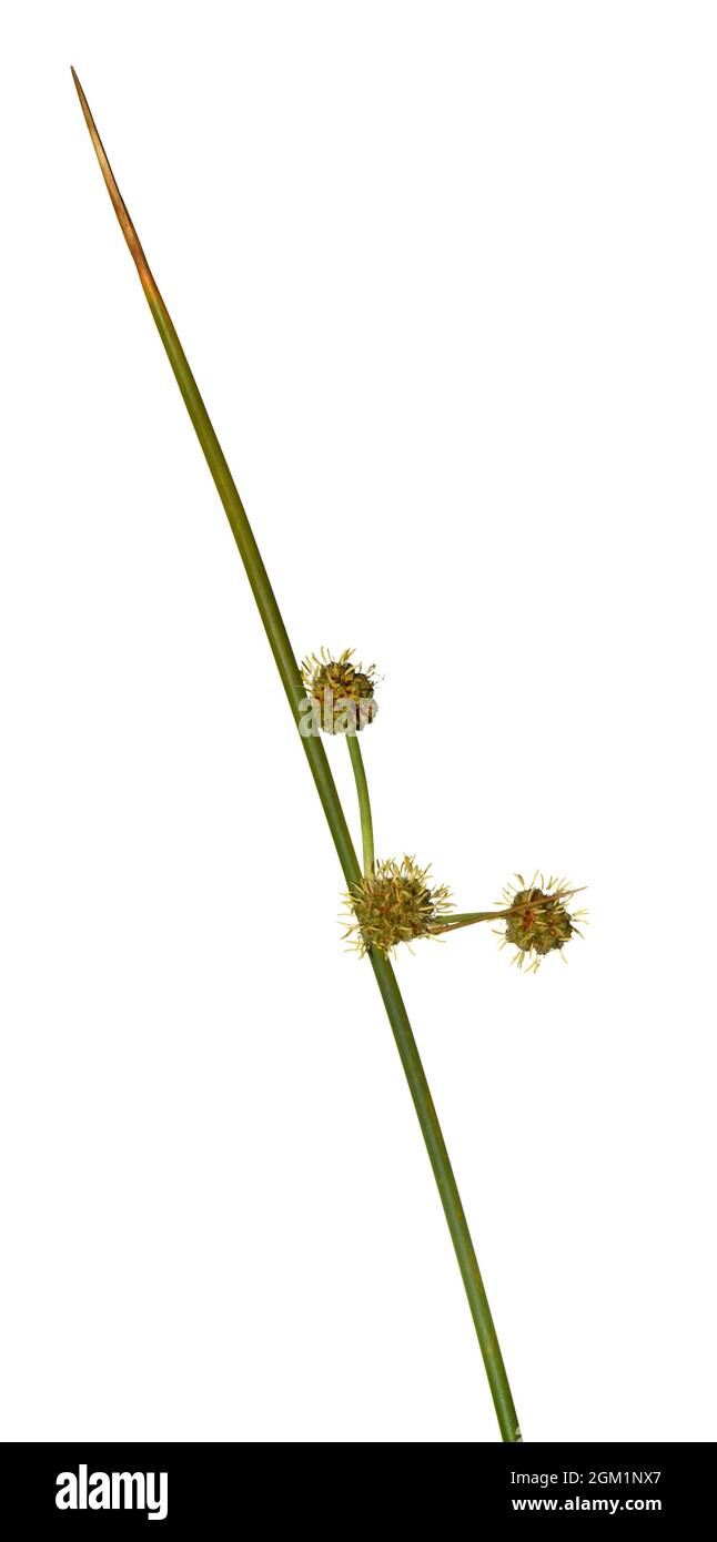 Round-headed Club-rush - Scirpoides holoschoenus Stock Photo - Alamy