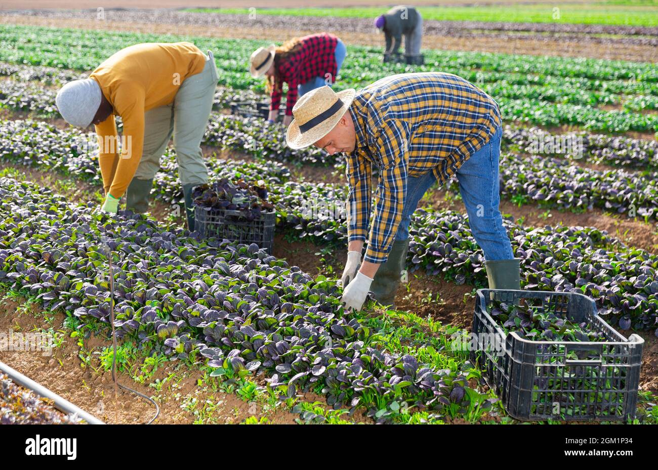 Group african farmer workers picking hi-res stock photography and ...