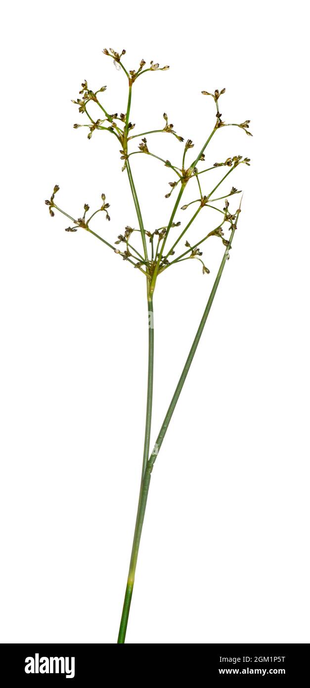 Blunt-flowered Rush - Juncus subnodulosus Stock Photo - Alamy