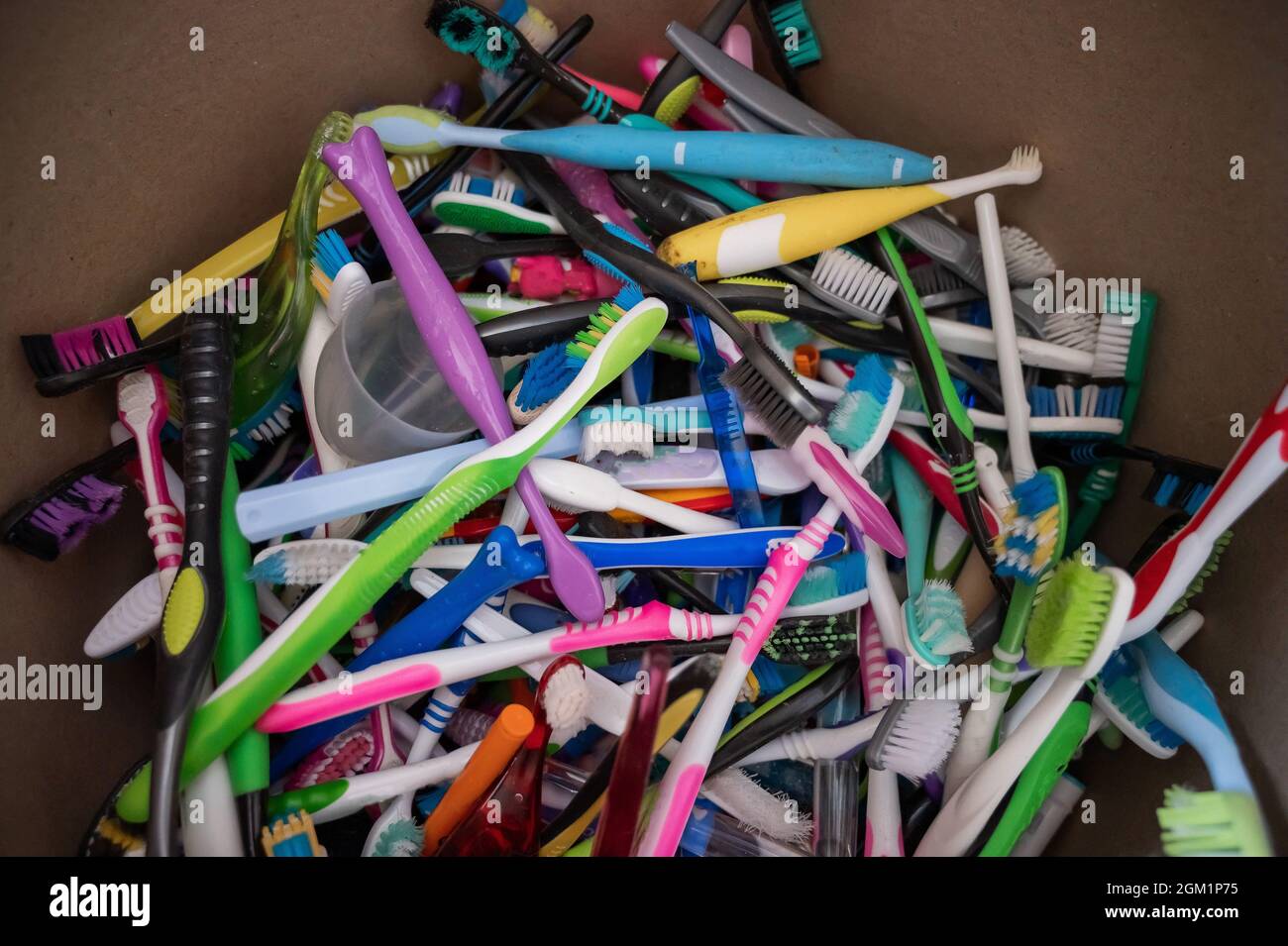 A close-up of many used plastic toothbrushes collected for recycling ...
