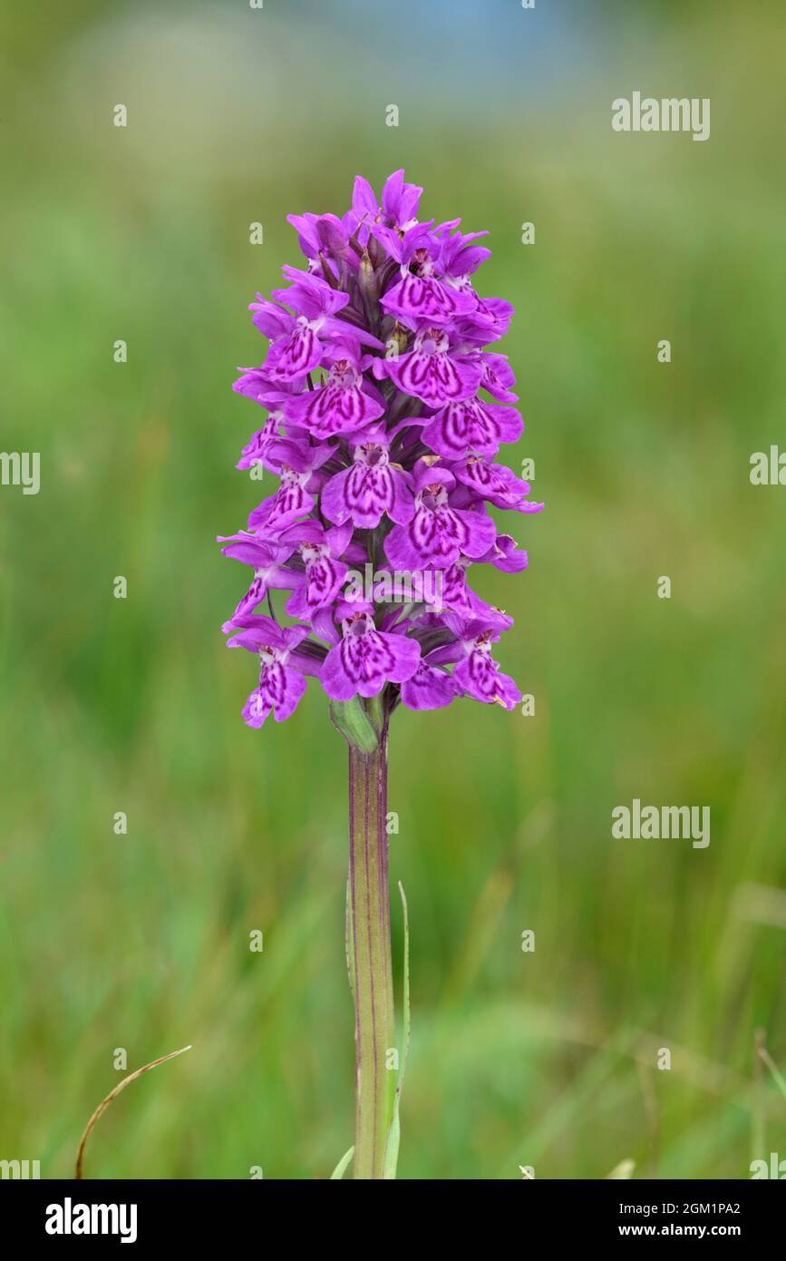 Northern Marsh-orchid - Dactylorhiza purpurella Stock Photo - Alamy