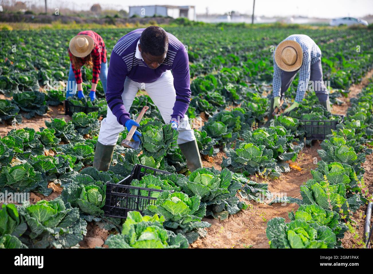 Liberia farm hi-res stock photography and images - Alamy