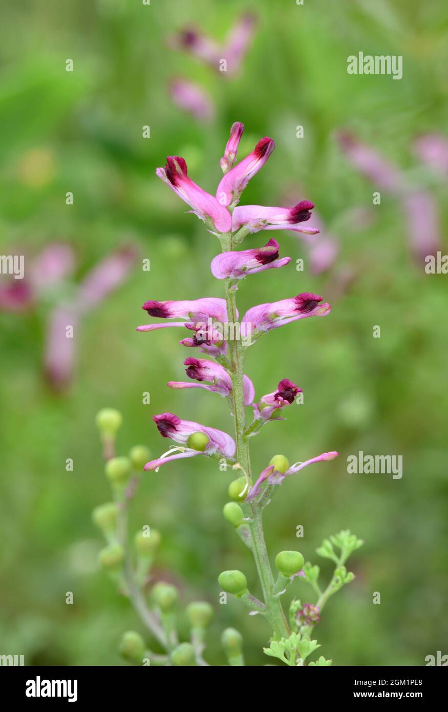Common Fumitory - Fumaria officinalis Stock Photo - Alamy