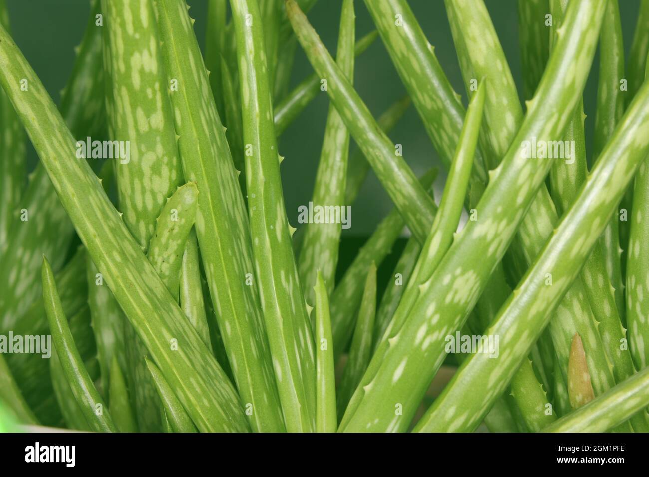 Green Aloe Vera Plant Closeup Stock Photo - Alamy