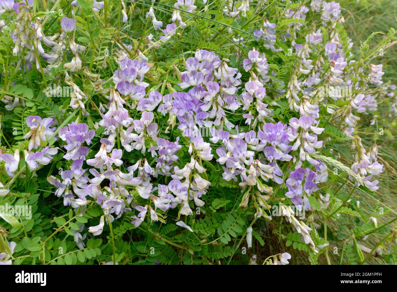 Wood vetch hi-res stock photography and images - Alamy