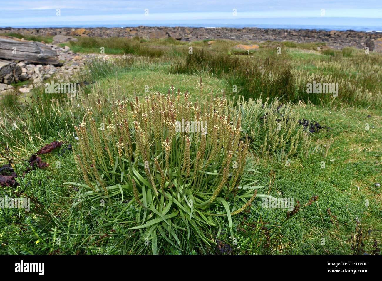 Sea Plantain - Plantago maritima Stock Photo - Alamy