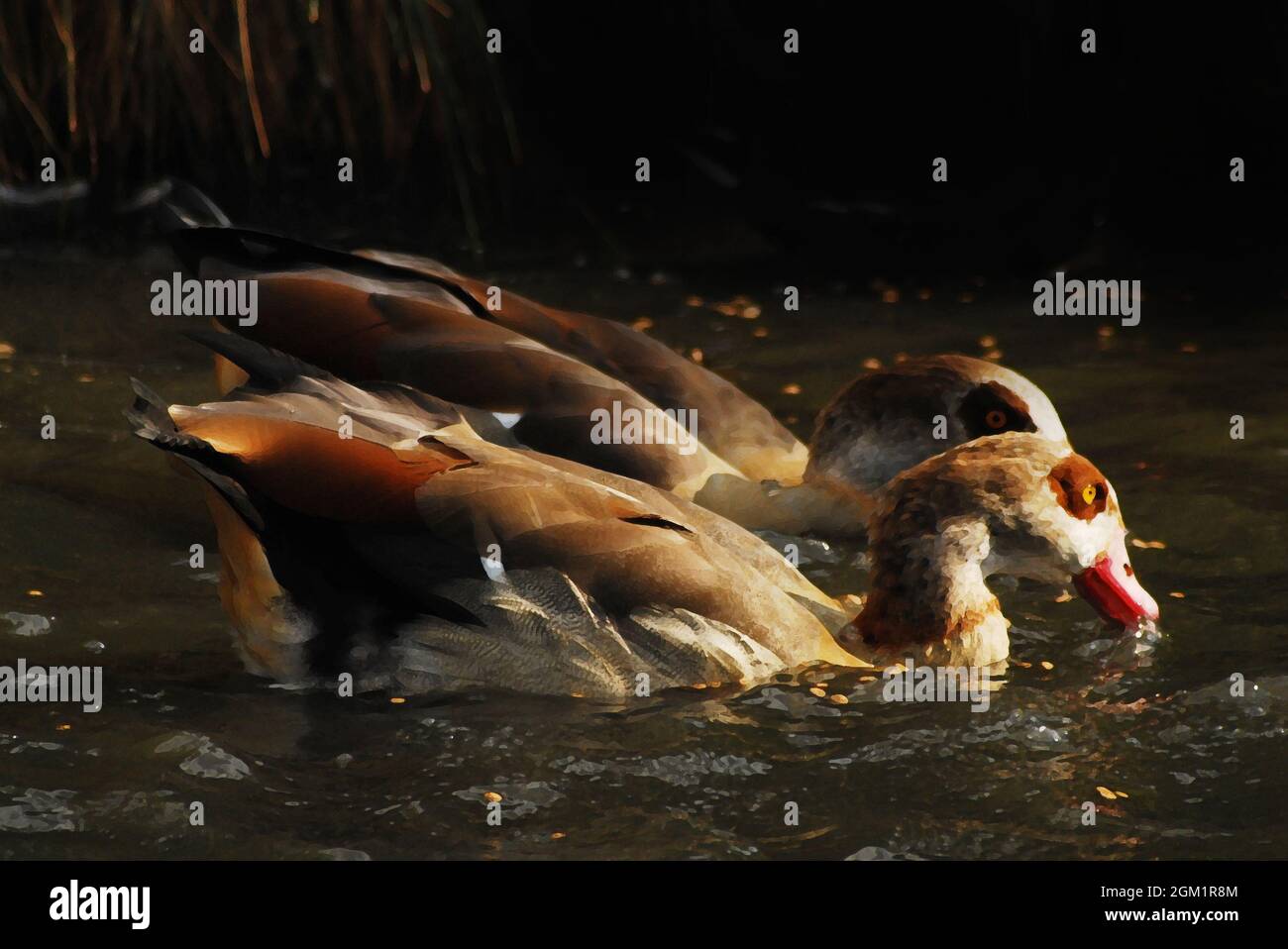 Egyptian goose wildlife art hi-res stock photography and images - Alamy