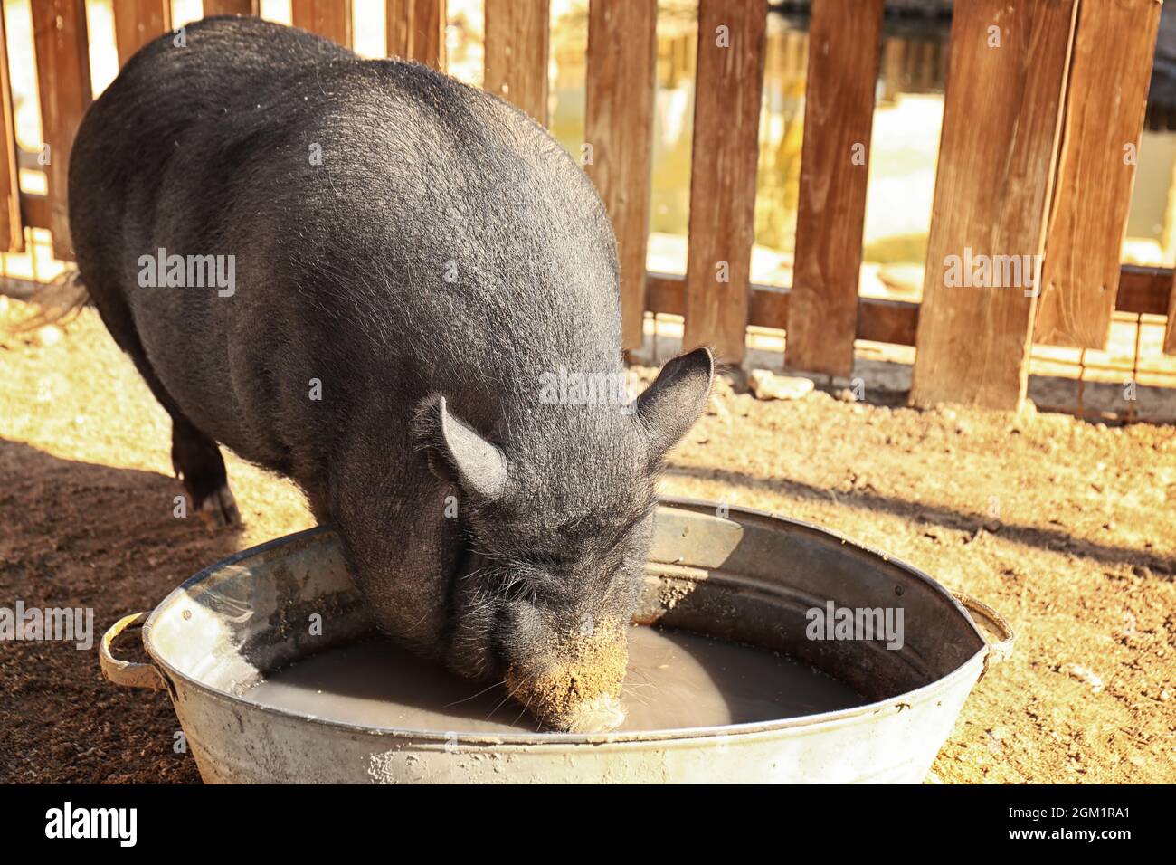 Cute pig drinking water on farm Stock Photo - Alamy