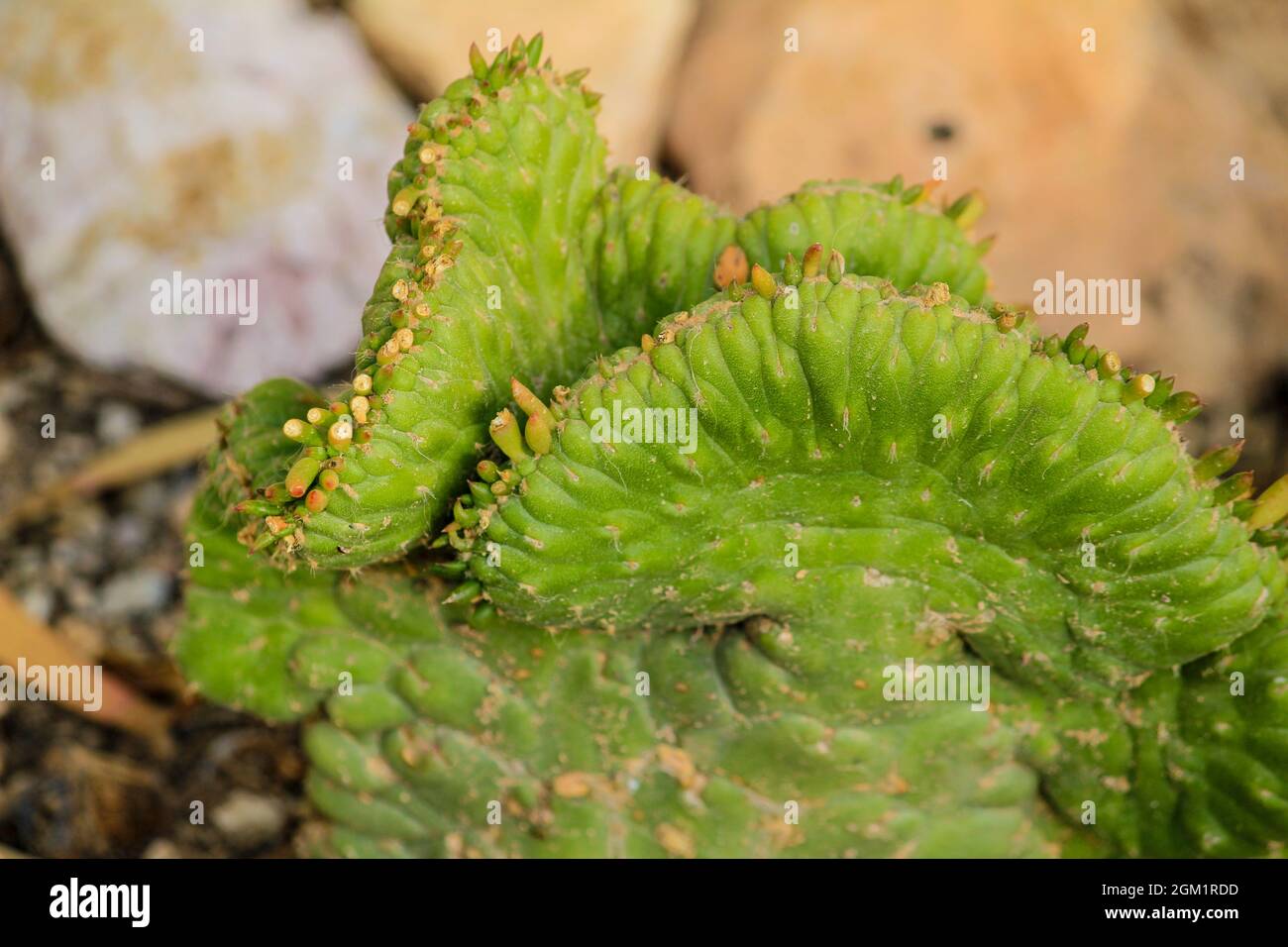 Cereus Repandus plant in the garden under the sun in Spain Stock Photo ...