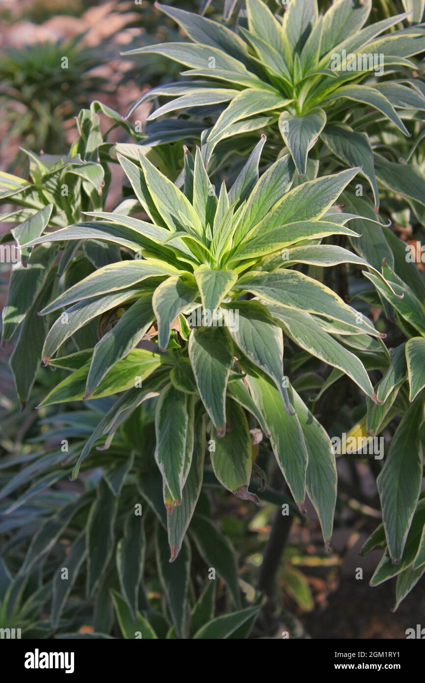Green flower plant growing in the desert garden Stock Photo - Alamy