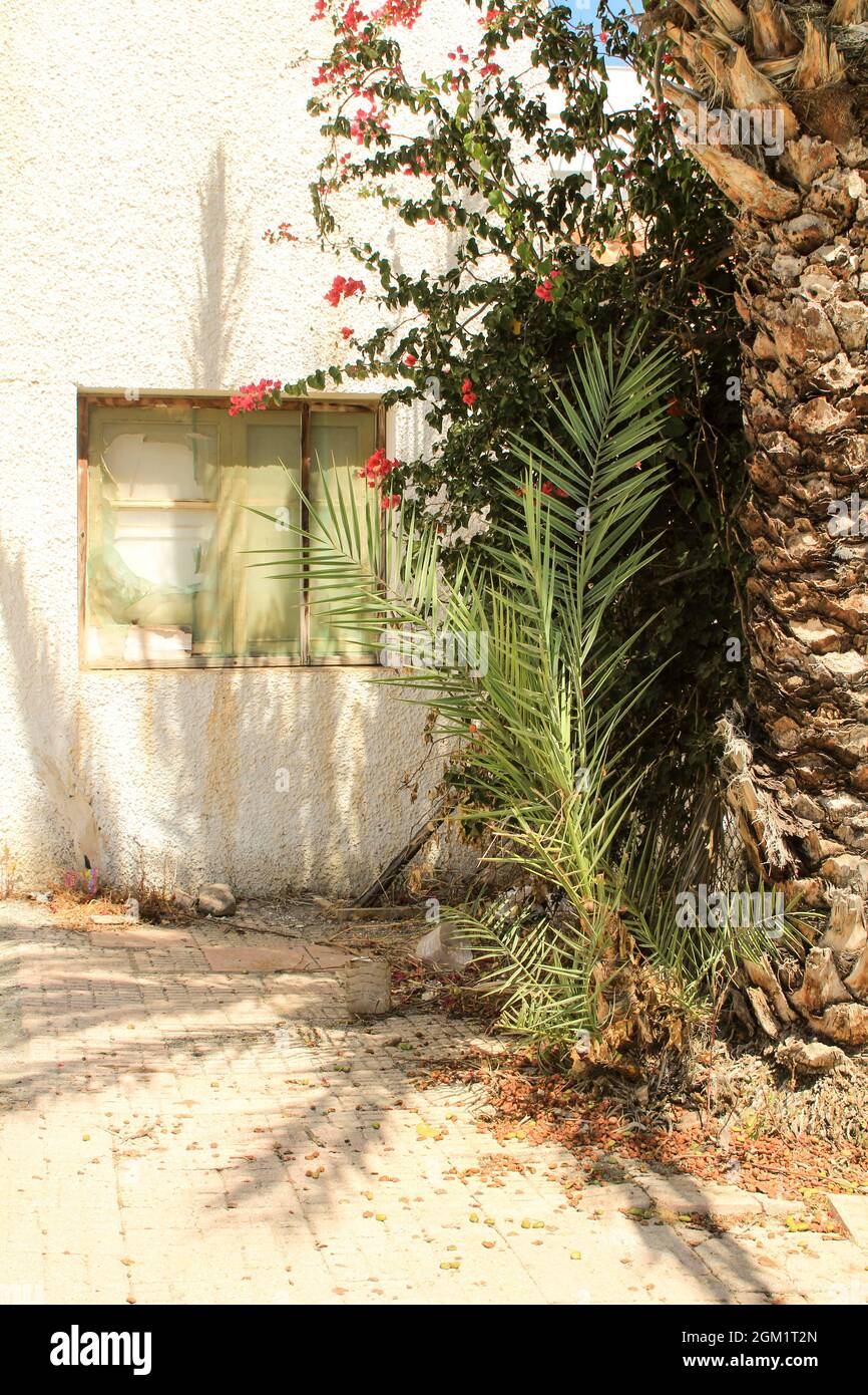 Palm tree and bougainvillea in front of a window in Spain Stock Photo ...