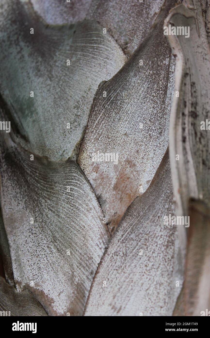 Palm tree plant trunk growing in the summer meadow Stock Photo - Alamy